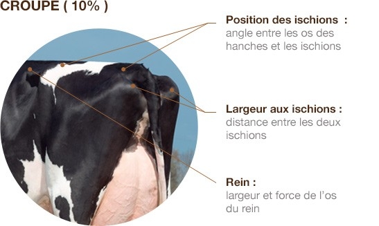 Description linéaire - LINEAR
